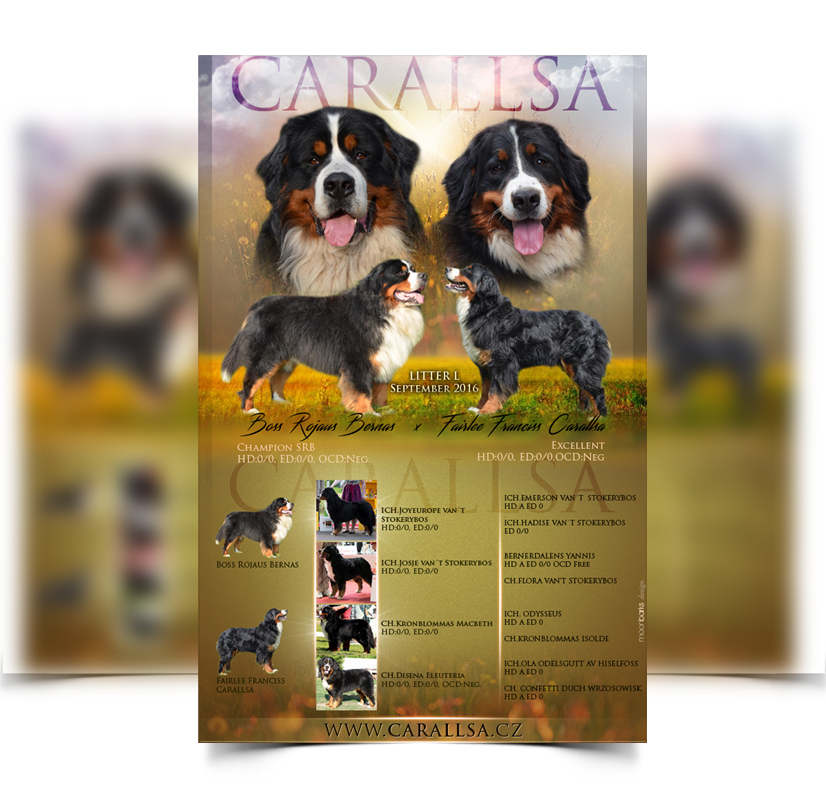 Breeder webdesign, dog kennel design, Best dog breeder webdesign, dog ...