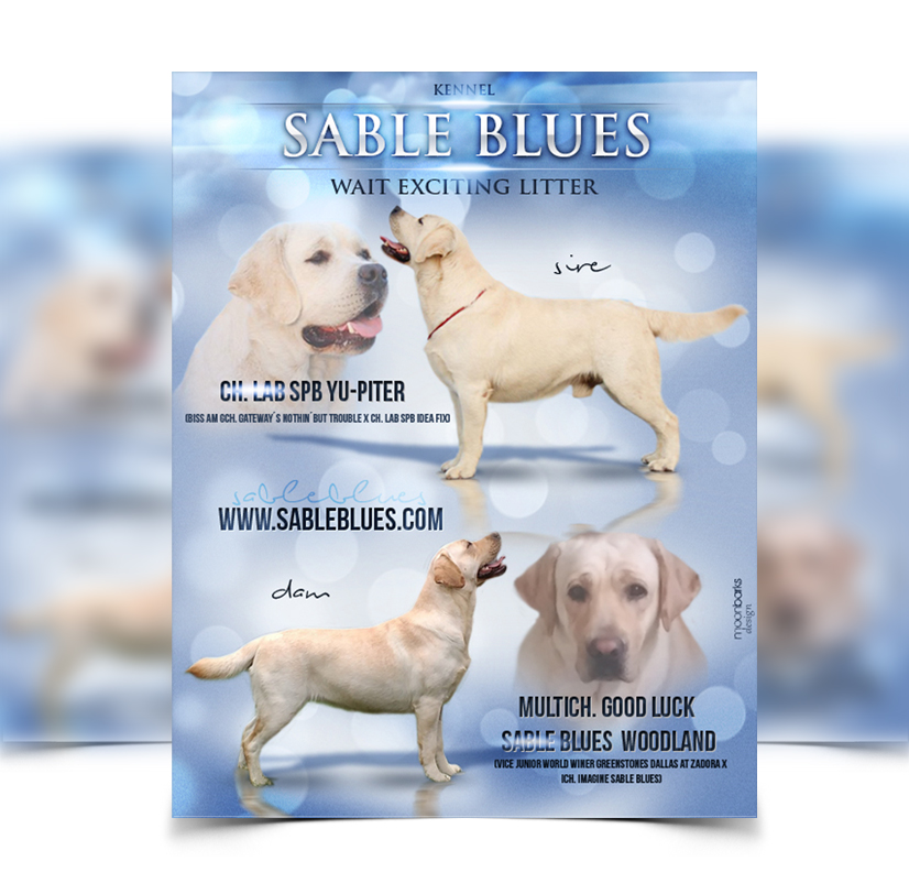 Breeder webdesign, dog kennel design, Best dog breeder webdesign, dog ...